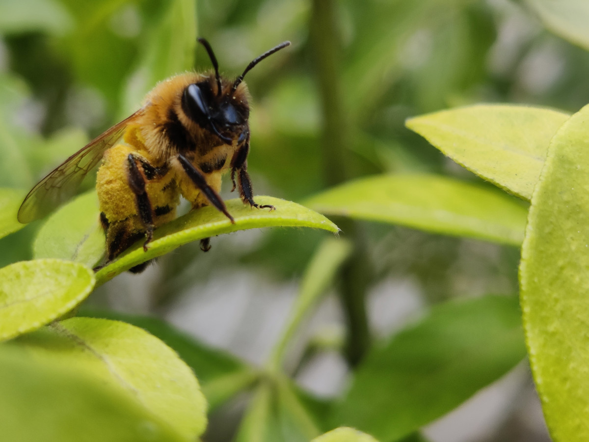 What It Was Like To Try Beekeeping - Challenge Fifty Two